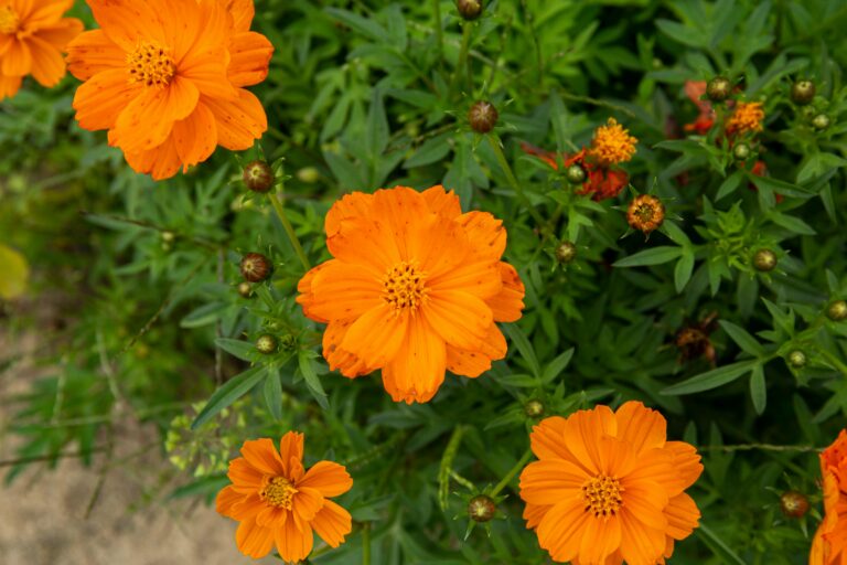 Marigold (गेंदा) Care Guide: How to Grow & Maintain Tagetes Erecta at ...