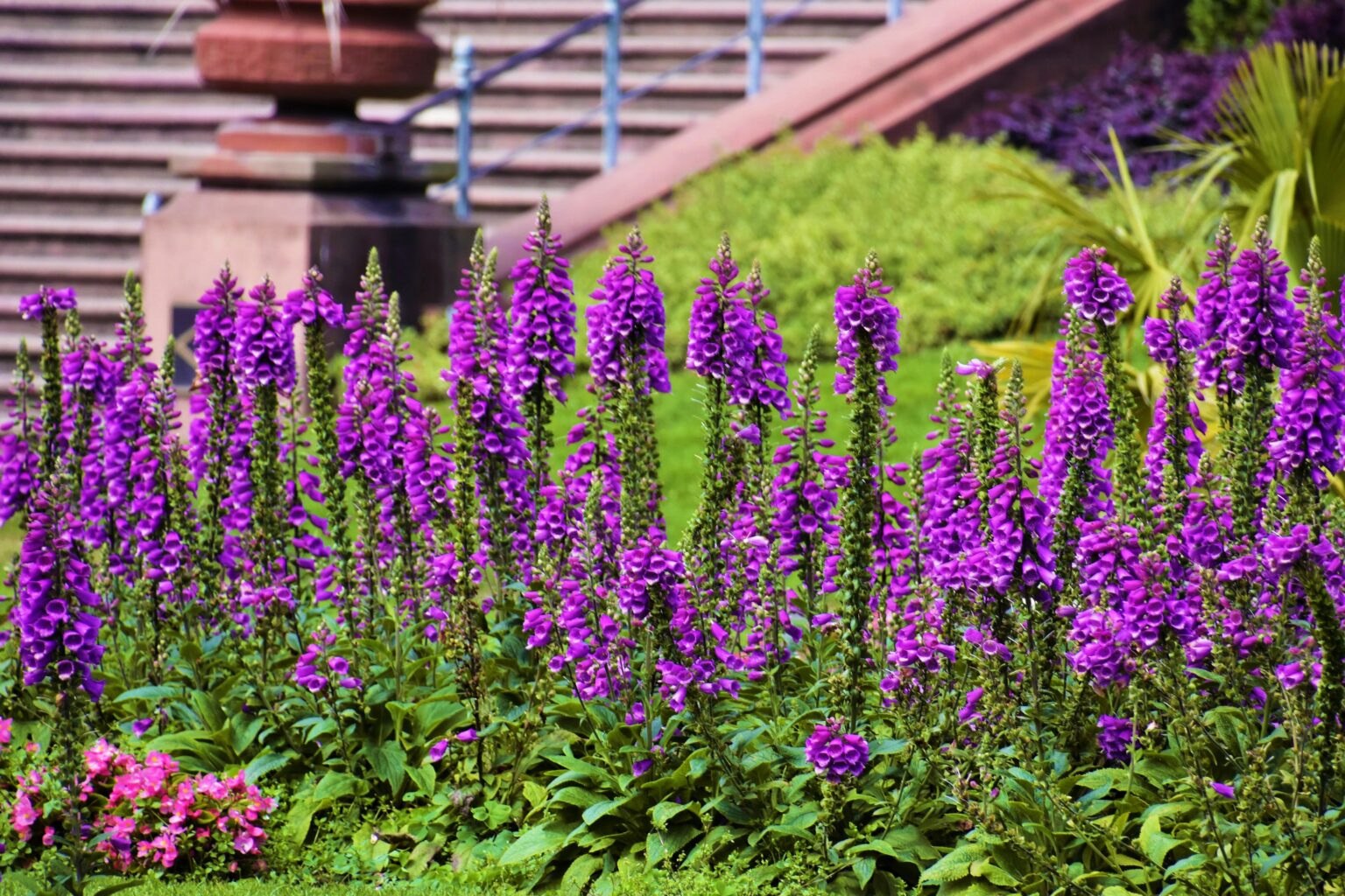 Foxglove (Digitalis purpurea) Care Guide: Grow Stunning Bell-Shaped ...