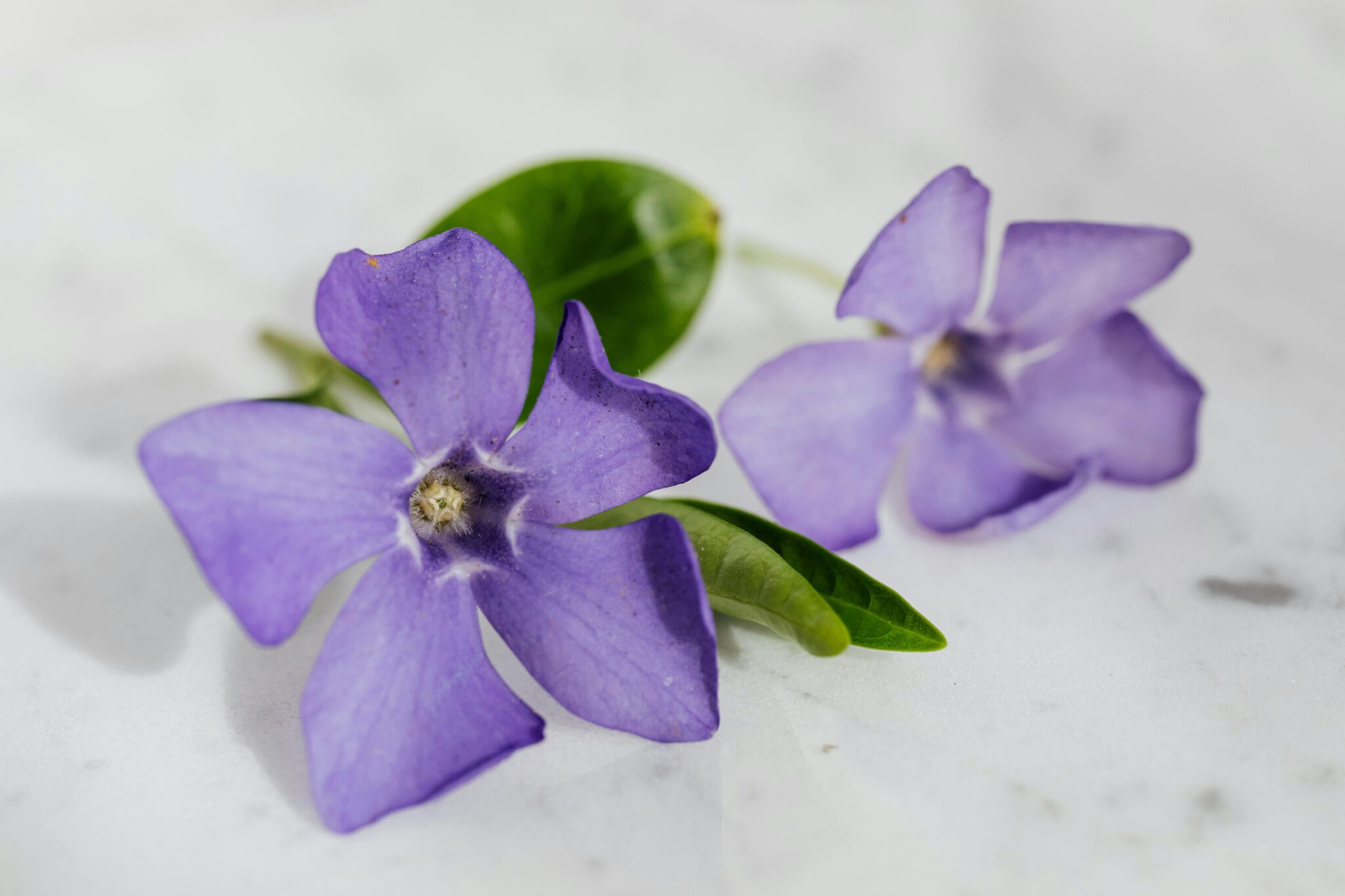 Periwinkle Plant Care: Grow Sadabahar for Year-Round Blooms | CocoWing ...
